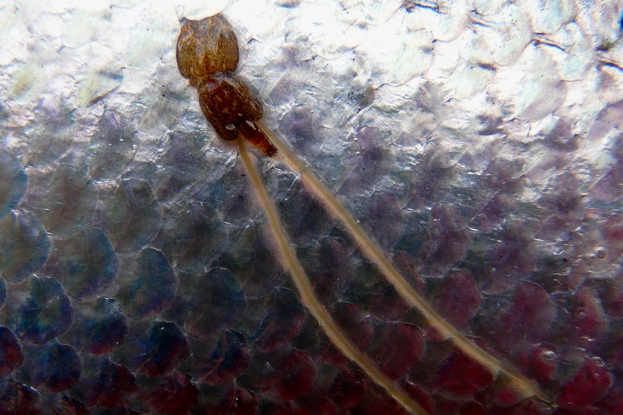 BMT Group appointed by government body to support salmon farming ...