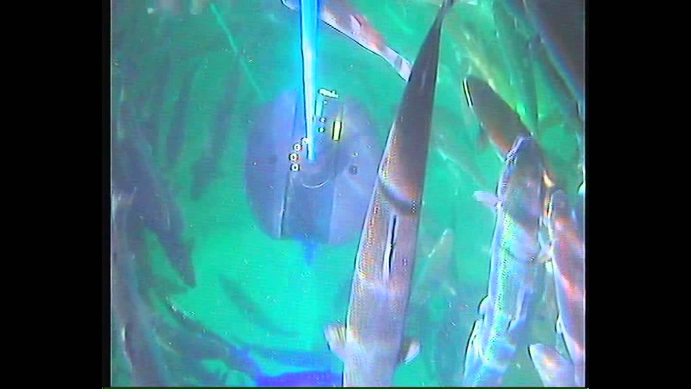 Video: Laser beams against salmon lice | SalmonBusiness