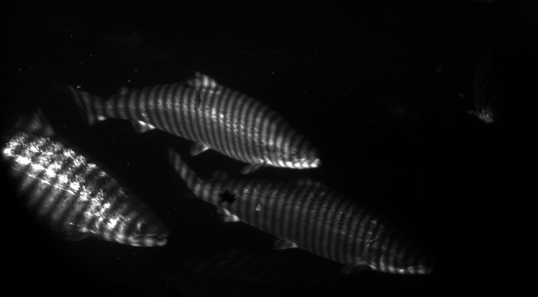 OptoScale ready to read harvest’s weight | SalmonBusiness