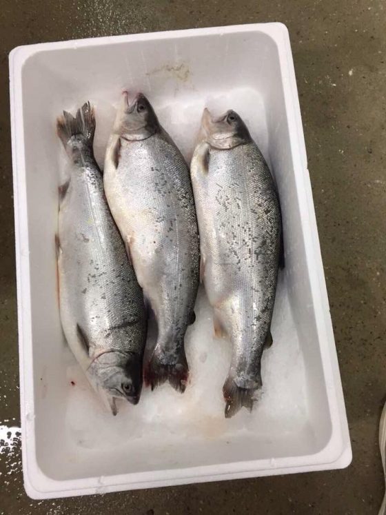 Europe’s Coho Farm ready for premium buyers | SalmonBusiness