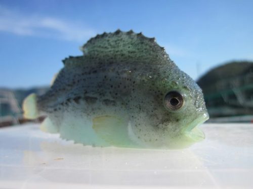AquaGen maps lumpfish genome | SalmonBusiness