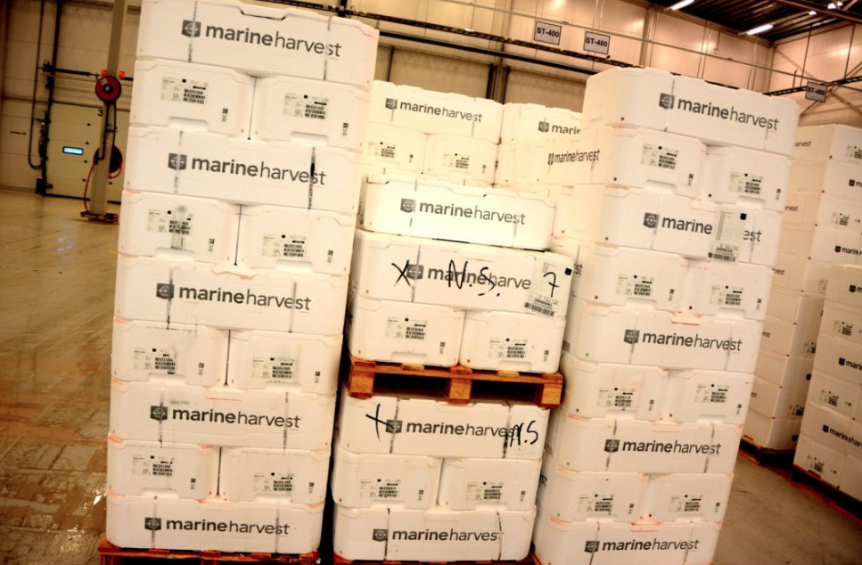 Potential boost of 70,000 tonnes for Marine Harvest after Canadian ...
