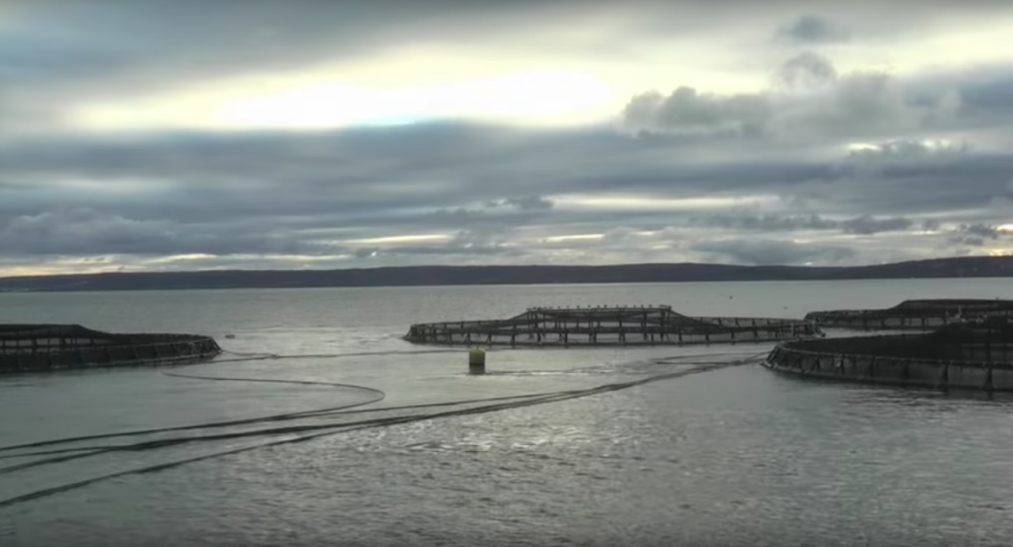 Authorities clear Millbrook First Nation/Cooke hatchery partnership ...