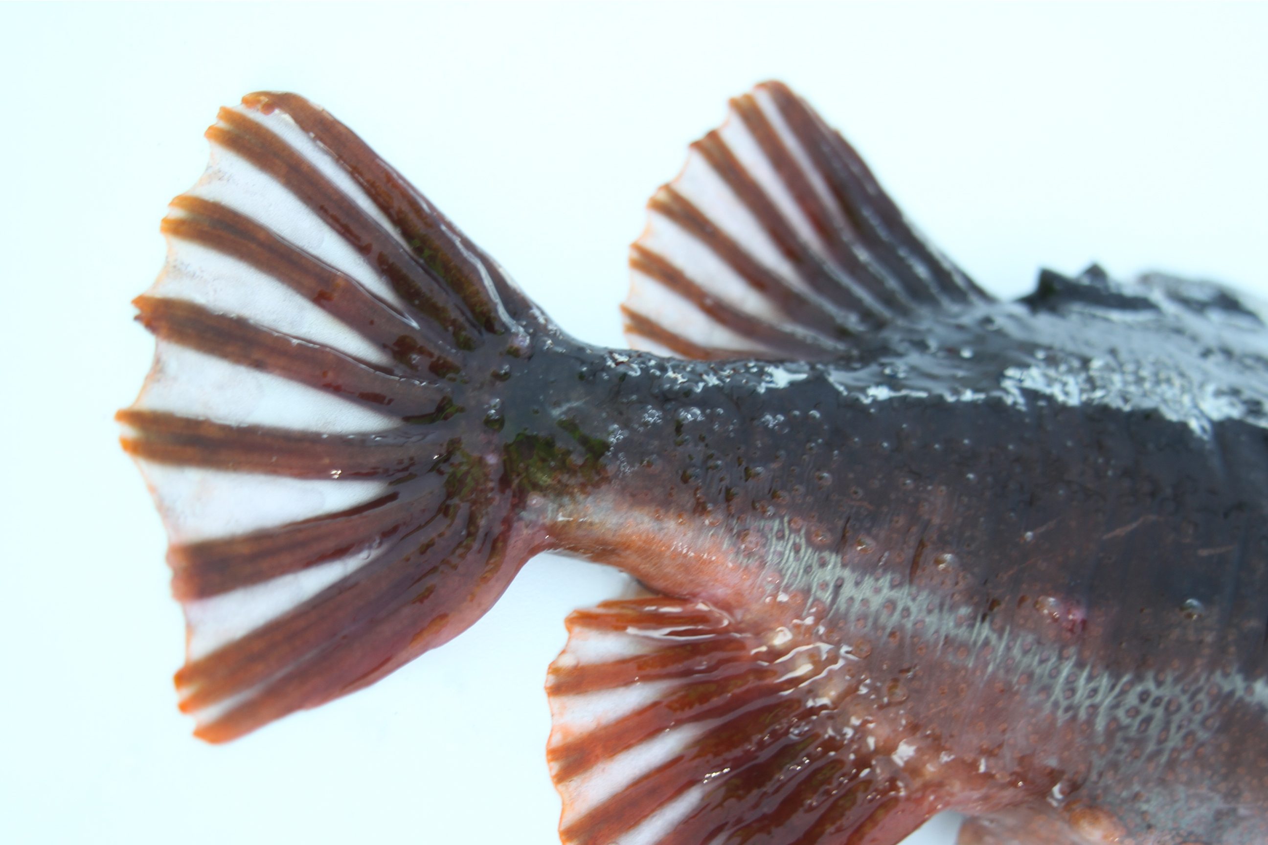 AquaGen maps lumpfish genome | SalmonBusiness