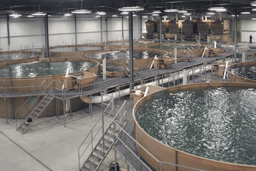 Former EWOS executives behind Chile’s first land-based salmon farm ...