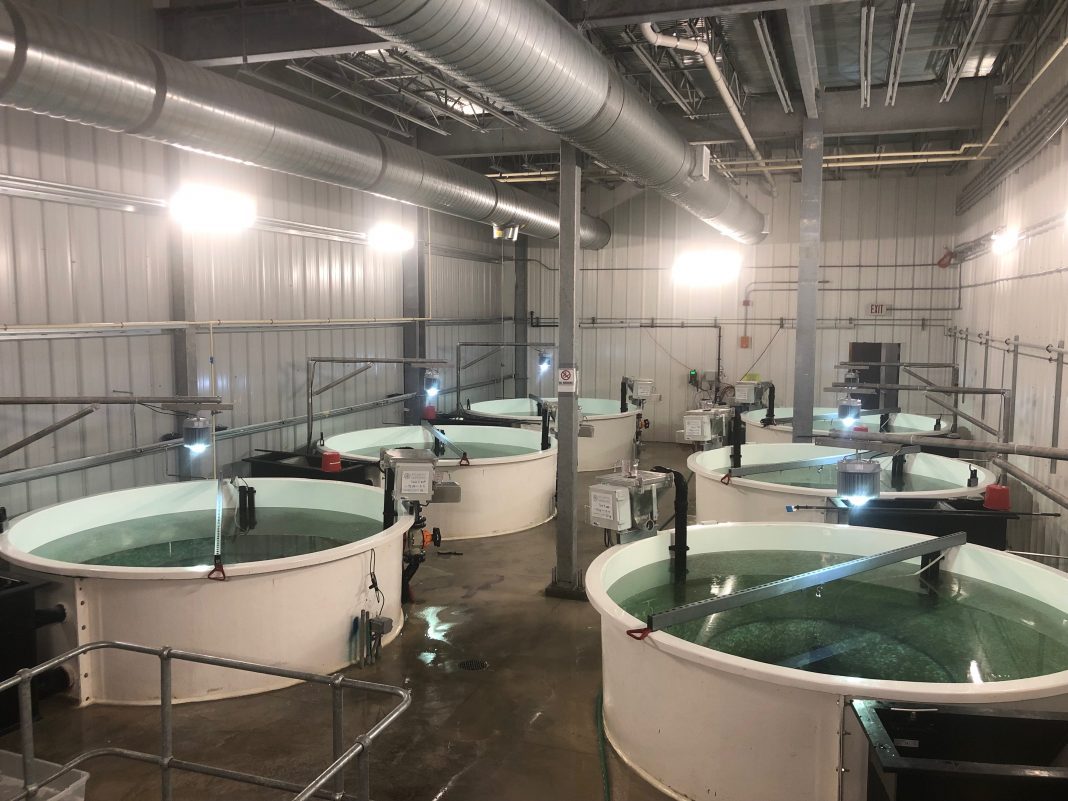 Fish are swimming in Florida’s first salmon farm | SalmonBusiness