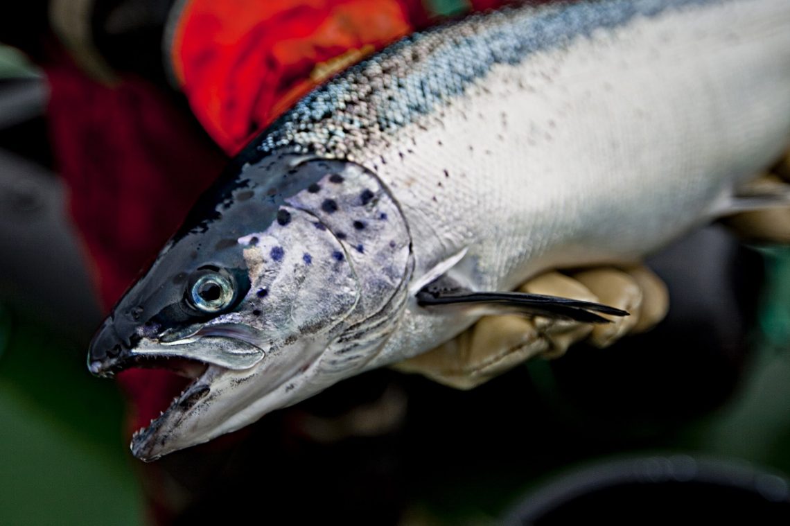 Cermaq Canada plans 20,000 tonne salmon farm expansion in Nova Scotia ...