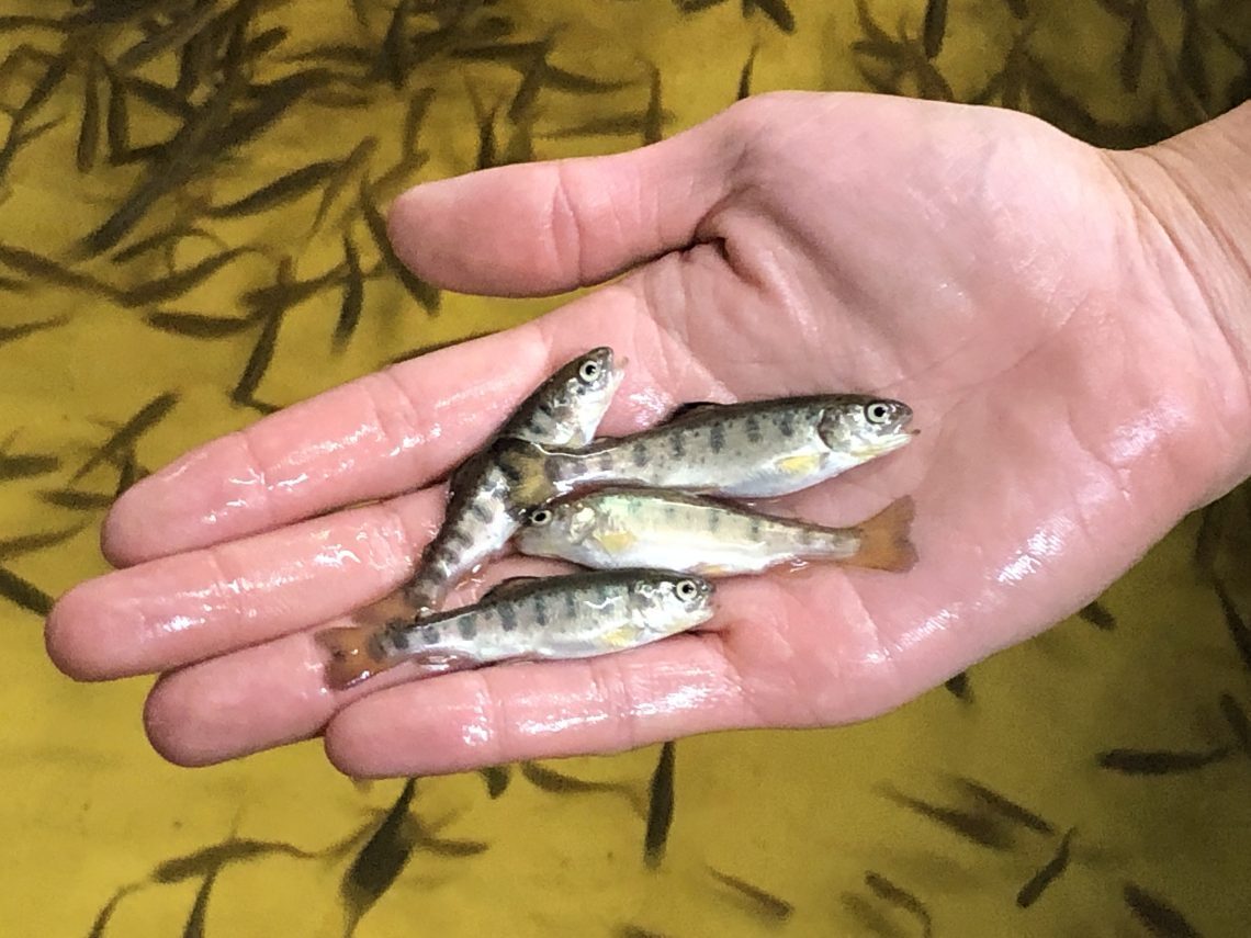 New rainbow trout vaccine being trialled by Dawnfresh and Kames Fish ...