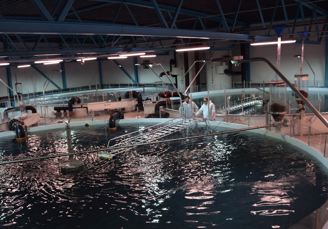 In Hofseth Aqua’s new smolt plant, it takes two hours to transfer smolt ...
