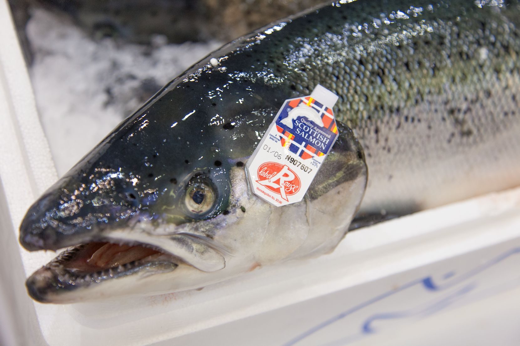 “The prospect of £14 per kilo is quite scary,”: Remote Scottish salmon ...