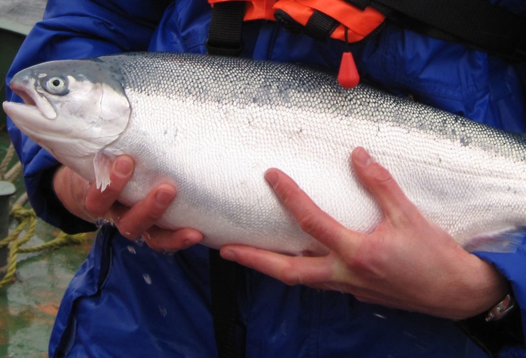 Hot summer reduced both size and volume of fish for Danish farmer ...