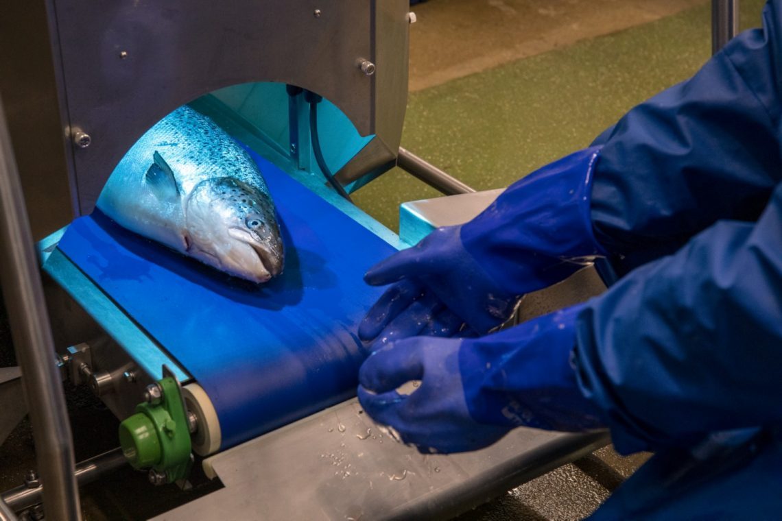 Salmon industry in step with ASC’s updated standard on fish welfare ...
