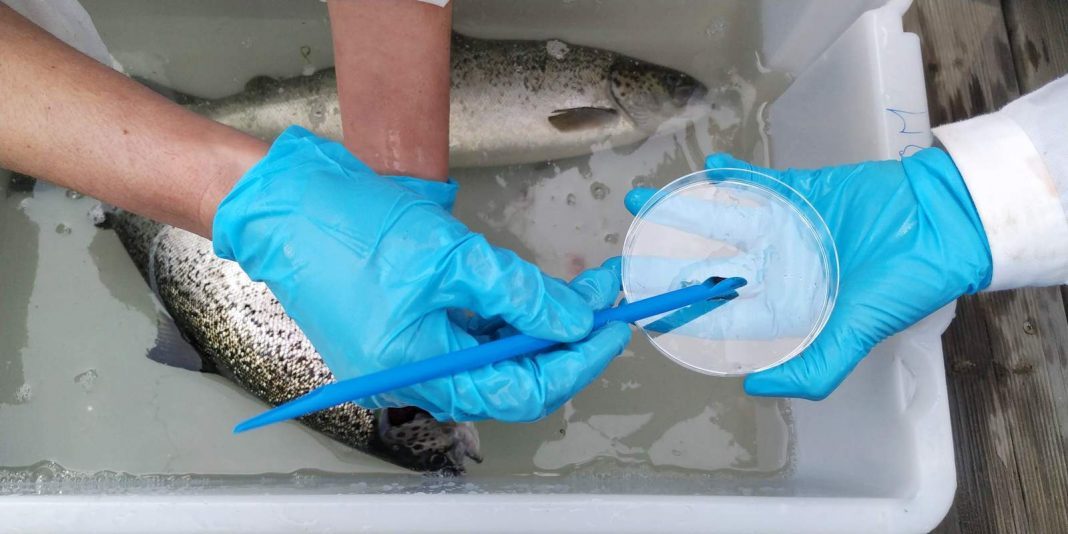 This salmon is the first farmed off the Portuguese coast | SalmonBusiness