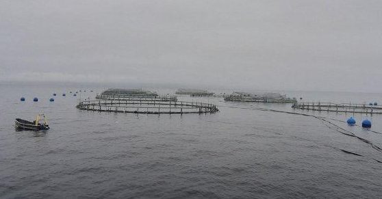 Up to 50,000 fish escape from Cermaq trout farm | SalmonBusiness