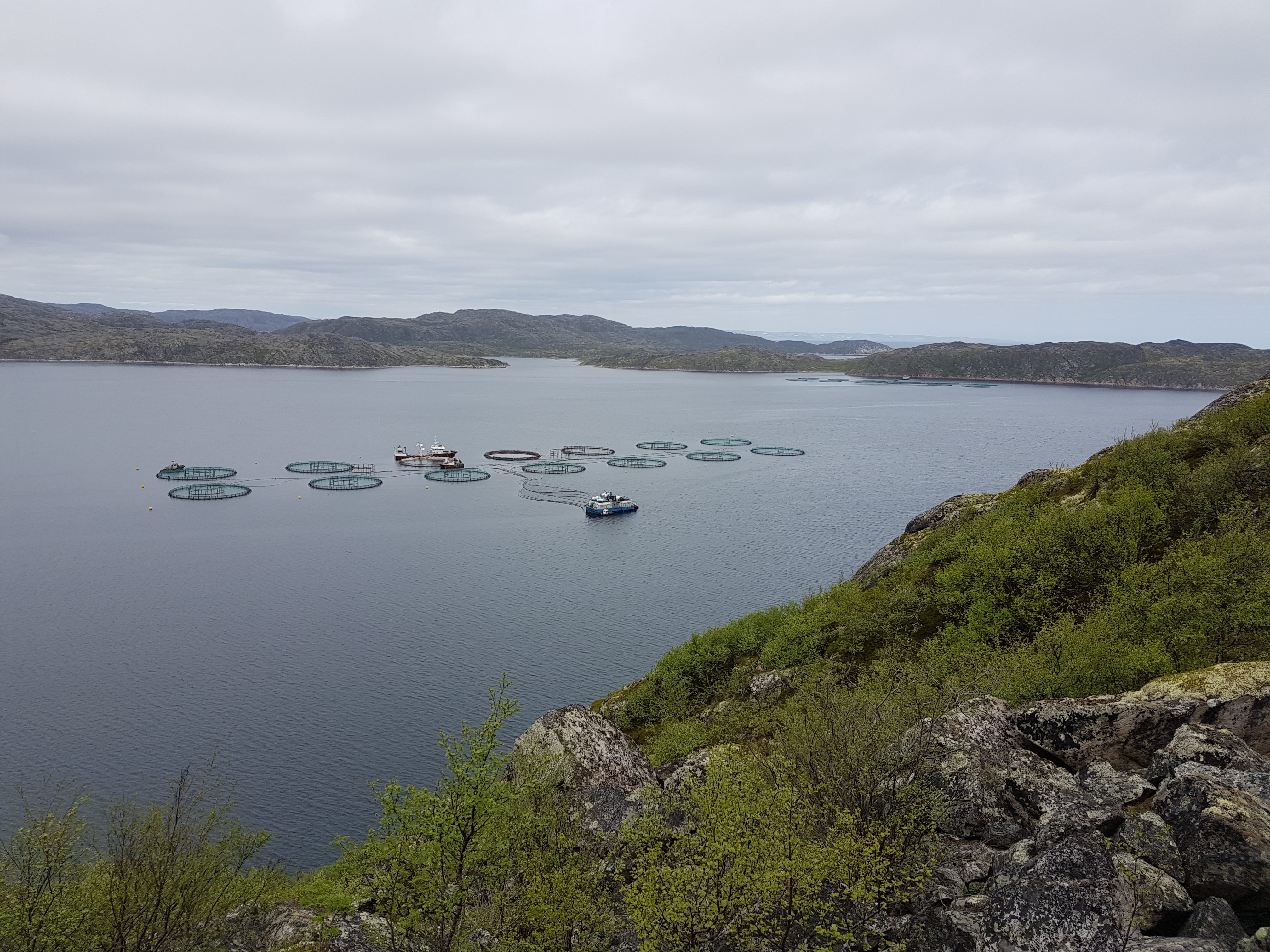 Russian Aquaculture gears up for 35,000 tonnes by 2025, will produce ...
