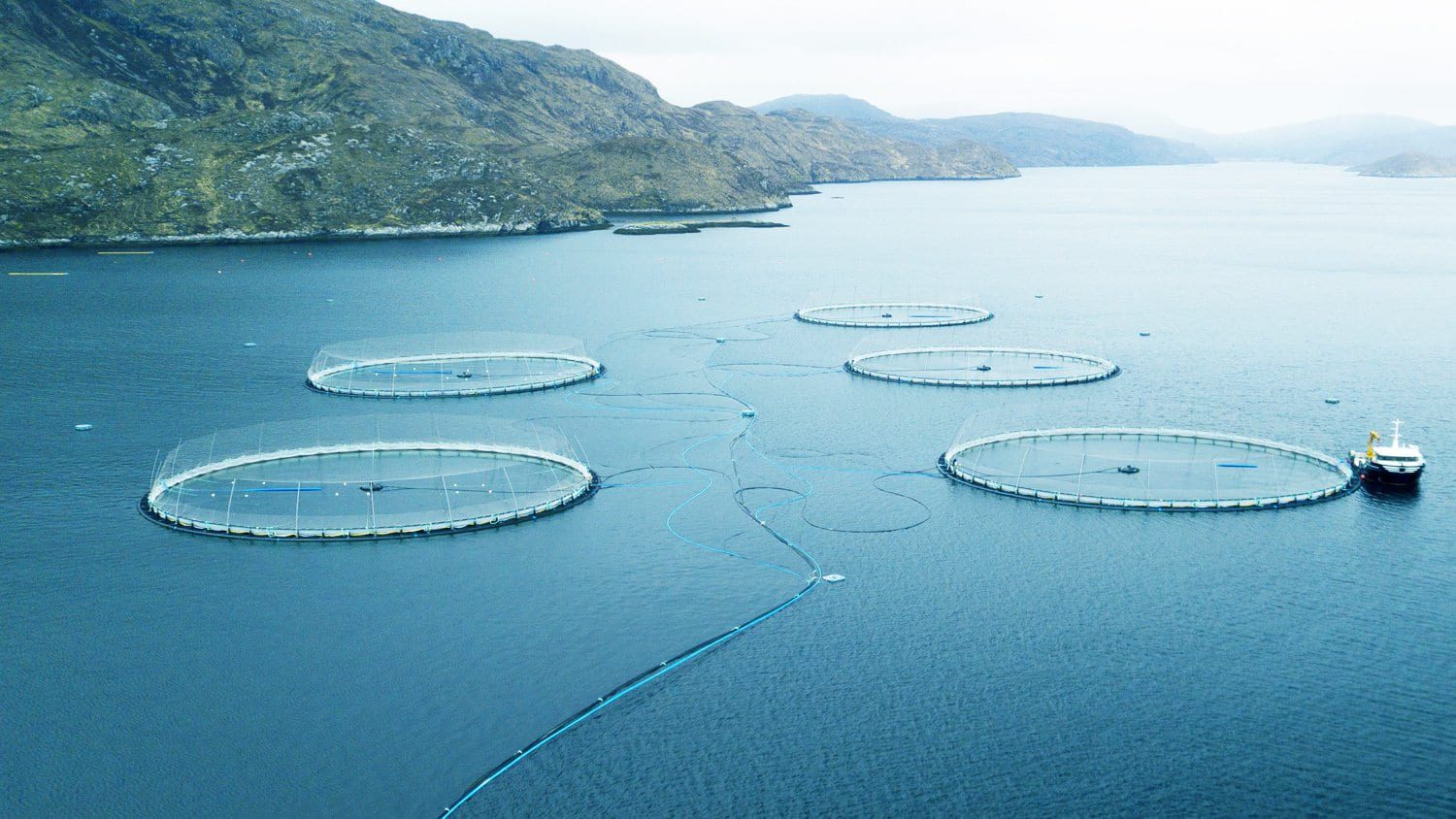 Largest pens in Scotland now installed | SalmonBusiness