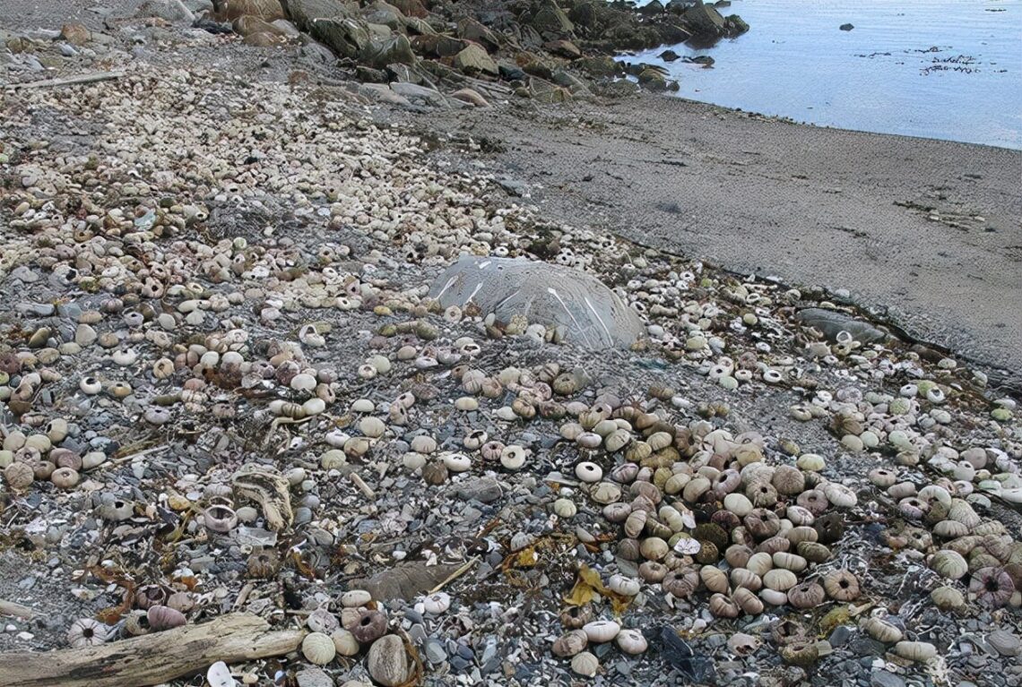 Prices in Japan surge as red tides devastate marine life in Hokkaido ...