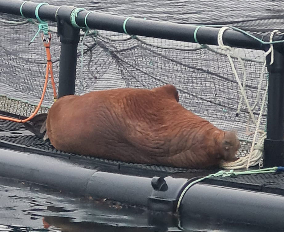 Freya the Walrus caught taking a nap at a salmon farm in Shetland ...