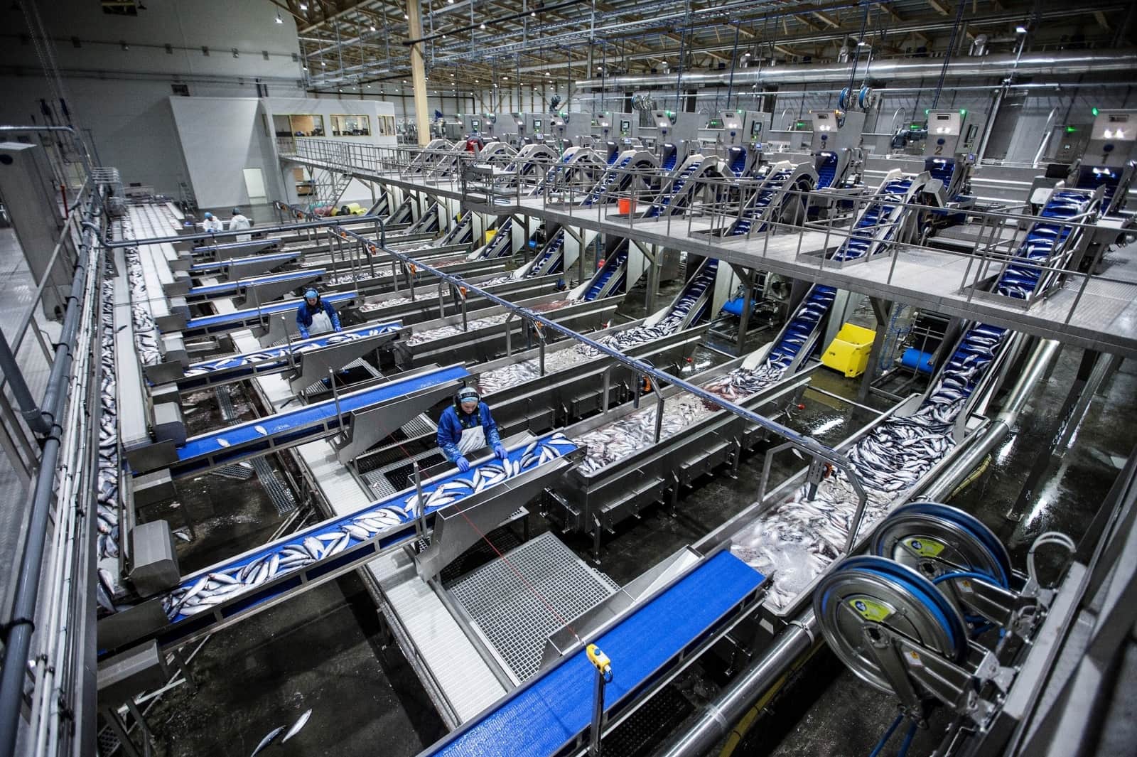 Processing equipment supplier Skaginn 3X to be integrated into rival BAADER following ...