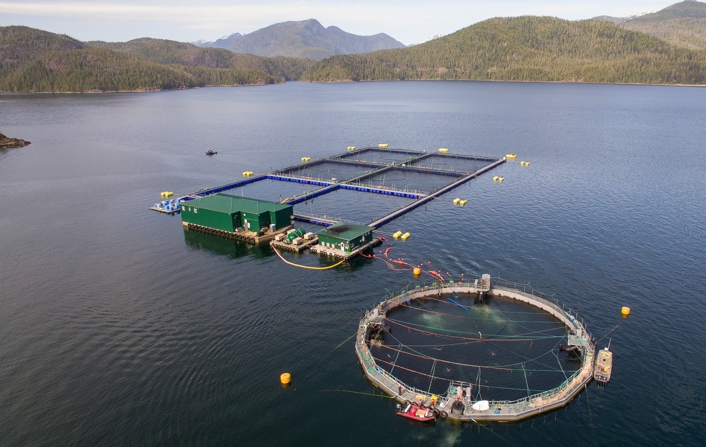 Grieg Seafood already preparing for a ‘transitioned’ BC salmon industry ...