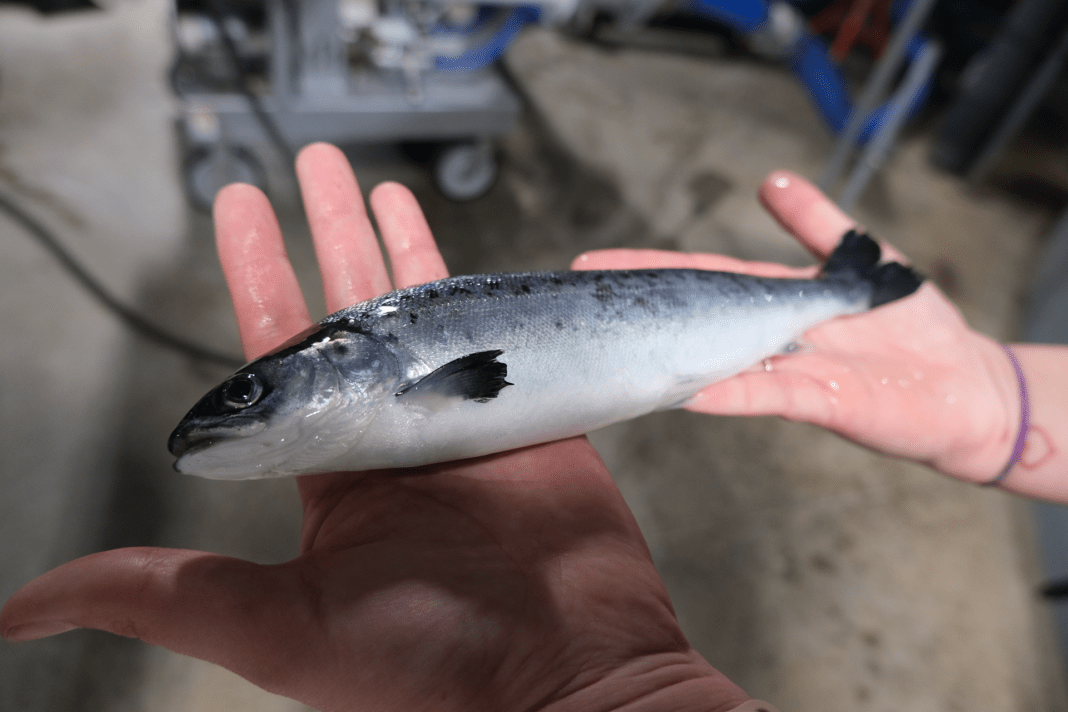 Post-smolt initiatives are ‘a very safe bet,’ will drive growth for ...