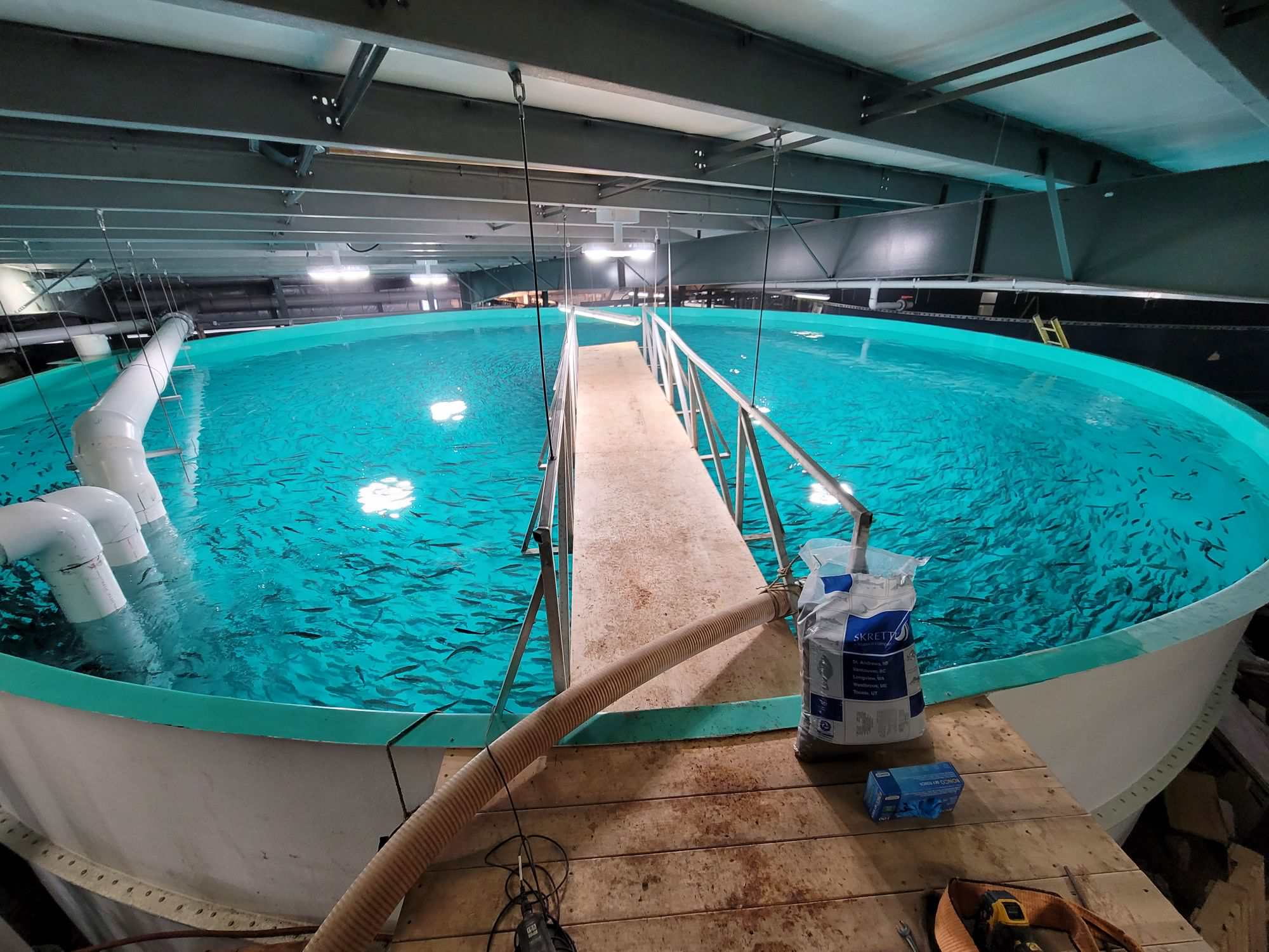 Canadian RAS salmon producer expands, sees re-entry into US market by ...