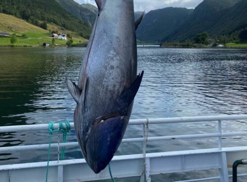 Bluefin tuna caught in salmon cage sold to sushi chef for €8000