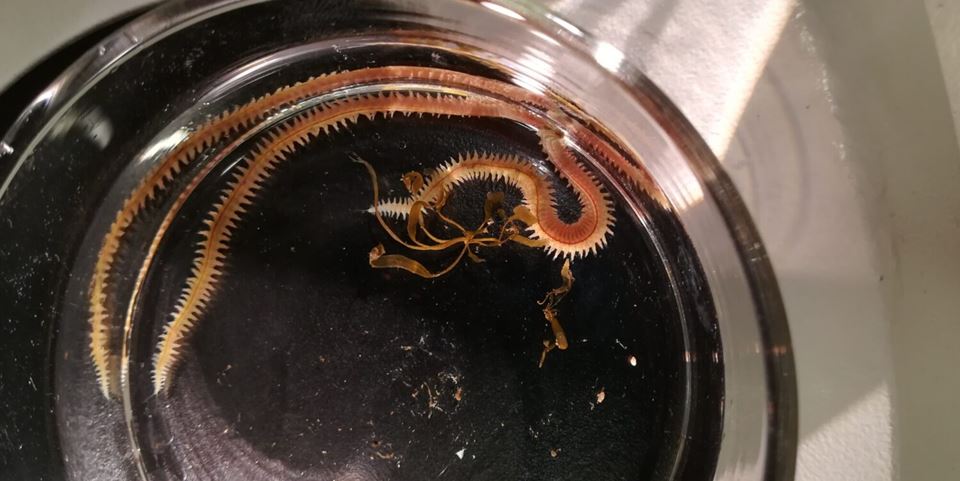 Seaweed-fed ragworms could provide sustainable feed for farmed salmon ...
