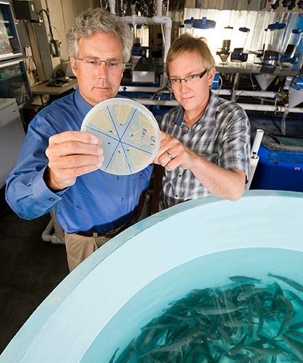 US scientists develop a better rainbow trout | SalmonBusiness