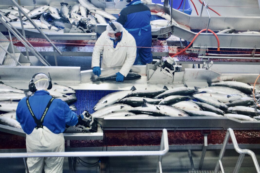 Balance between supply and demand as salmon price is stable ...