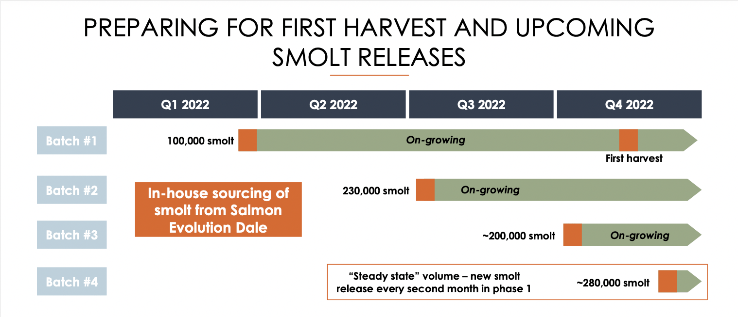 Salmon Evolution on track for Q4 harvest with salmon weighing over 4kg ...
