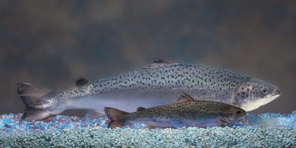 Land-based GMO salmon producer terminates operations as cash runs dry ...