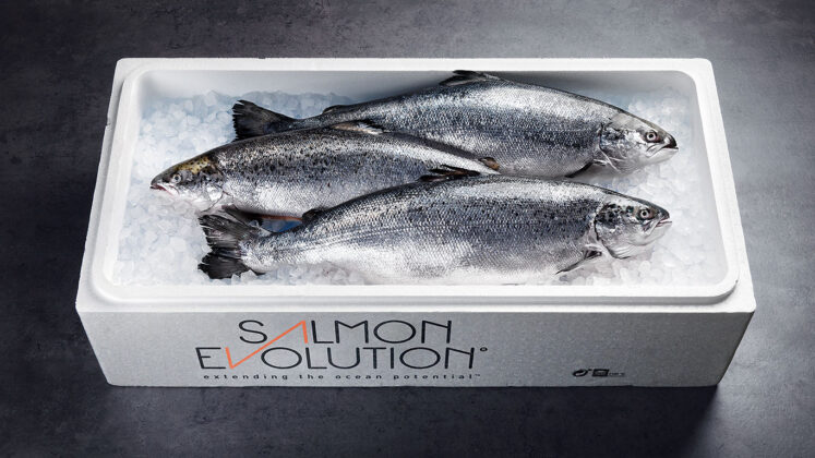 Salmon Evolution: reports Q1 harvest of 1,765 tonnes | SalmonBusiness