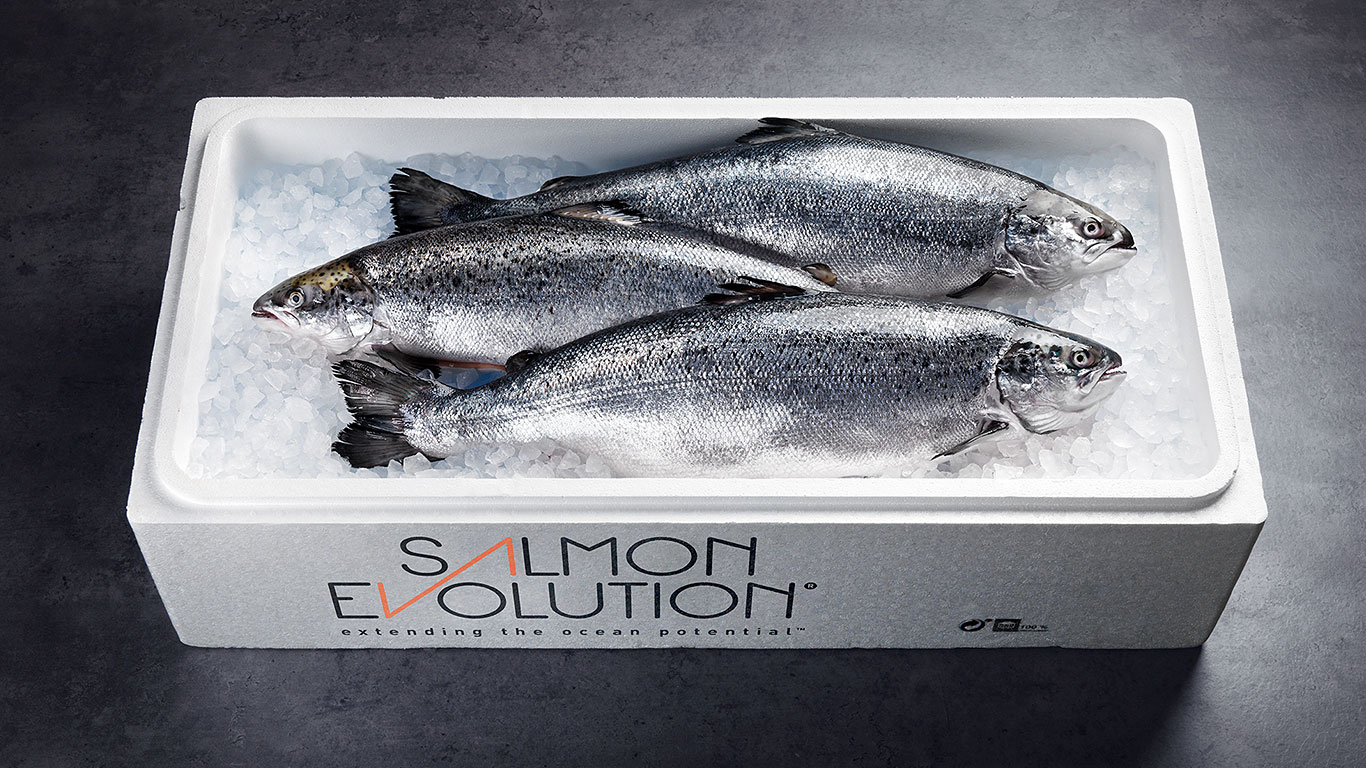 Salmon Evolution: cancels subsequent offering | SalmonBusiness