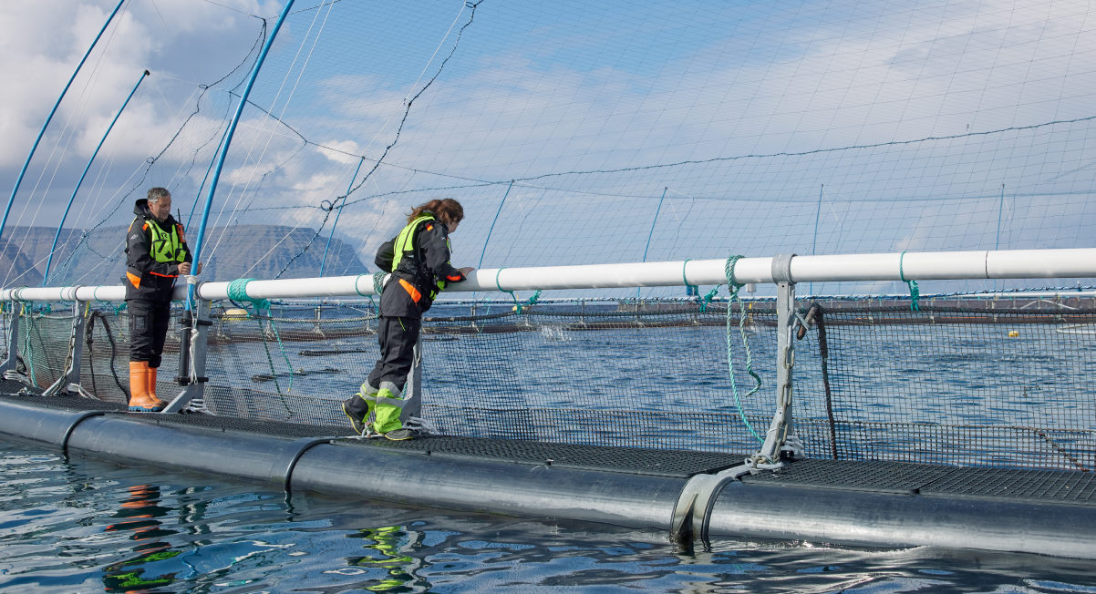 Salmar-backed salmon farmer Arnalax in $100 million refinancing deal ...