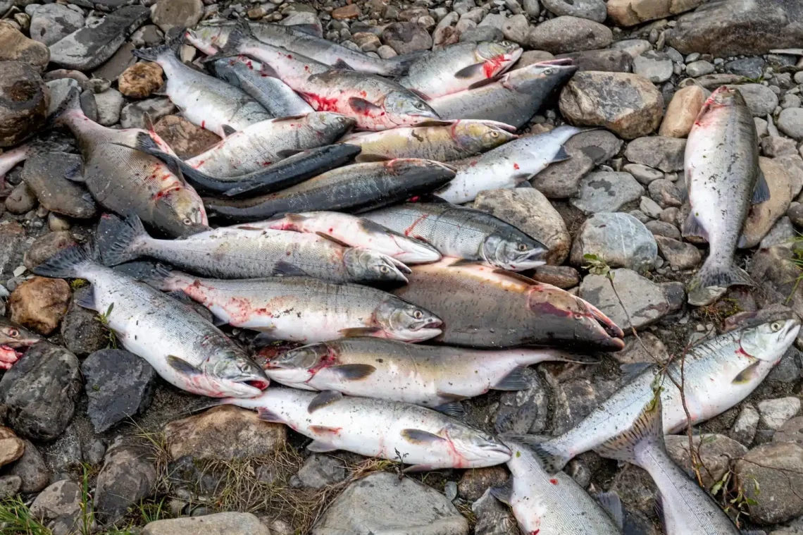 Invasive Pacific salmon now outnumber their Atlantic cousins in ...