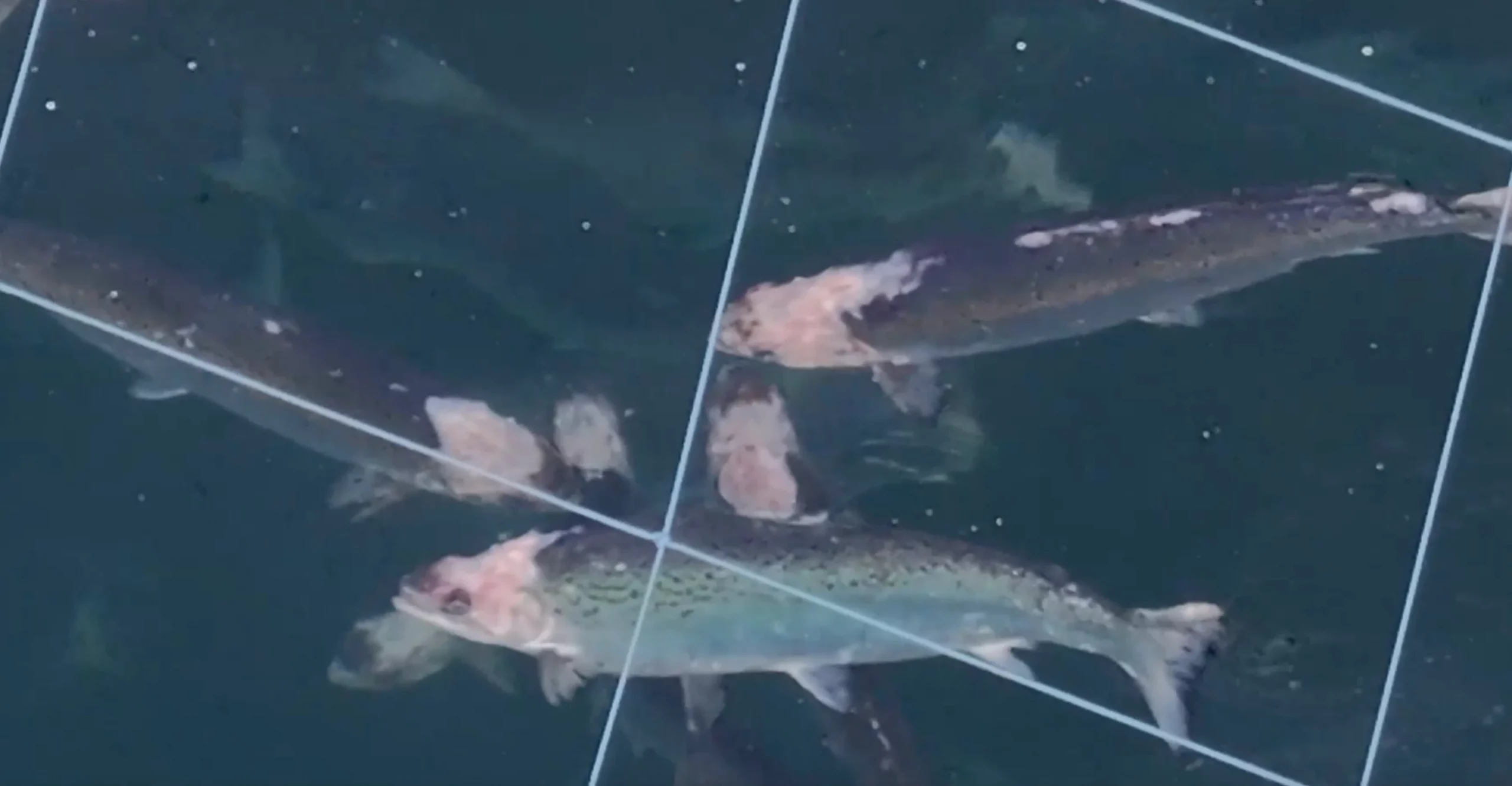 One million fish dead: Shocking footage reveals the extent of Iceland’s ...