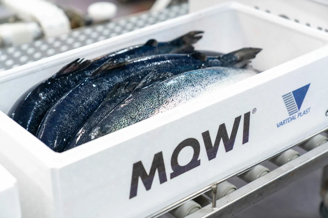Mowi raises $441 million in green bond deal | SalmonBusiness