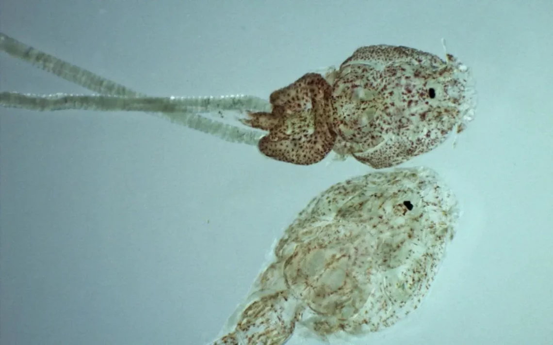 Norway: HI calls for shift from treatment to prevention in lice control ...