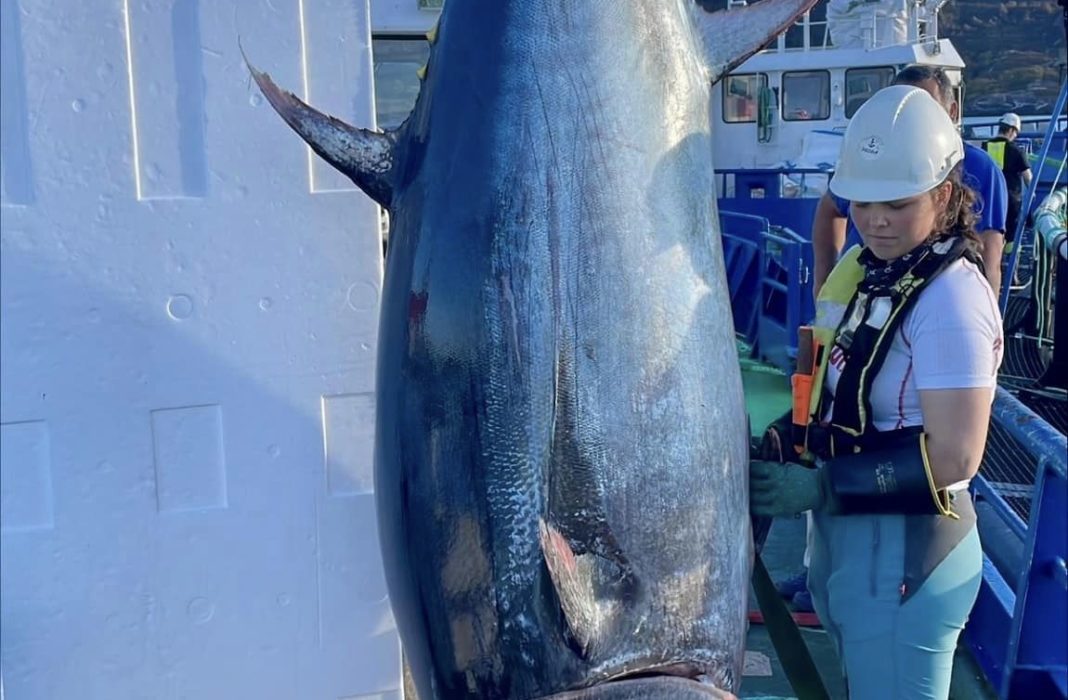 Dead bluefin tuna discovered in cage at Solund facility | SalmonBusiness
