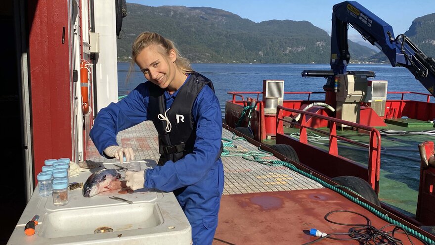 Eide Fjordbruk tested flies, sunflower, and chicken meal in salmon feed ...