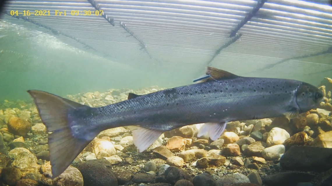 Watch live: New season of ‘Salmon TV’ begins in Norway — first fish ...