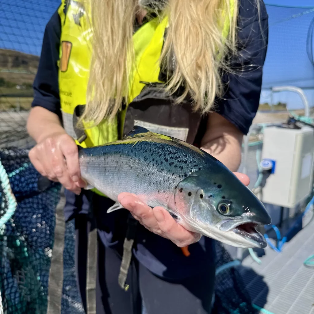 Post-smolt strategy pays off as Mowi Scotland sees improved performance ...
