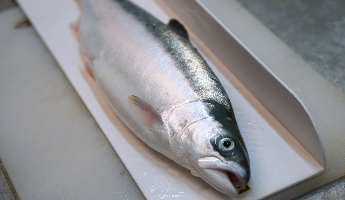 A Frankenstein fish? Meet Norway’s new hybrid salmon | SalmonBusiness