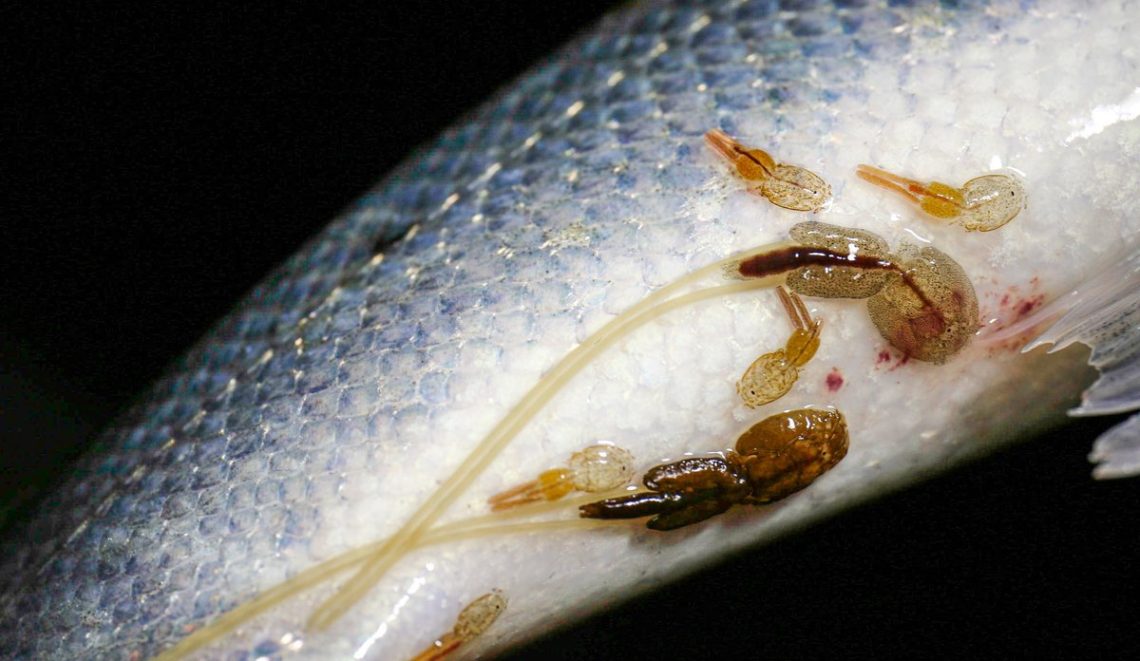 Scientists crack salmon lice code in major parasite breakthrough ...