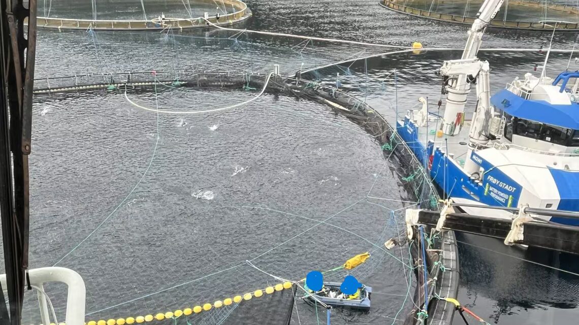 Mowi: 300,000 salmon died in algae bloom at Stad – police review ...